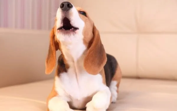 15 Amusing Reasons Why Beagles Bark and Howl (Beagle's Perspective)