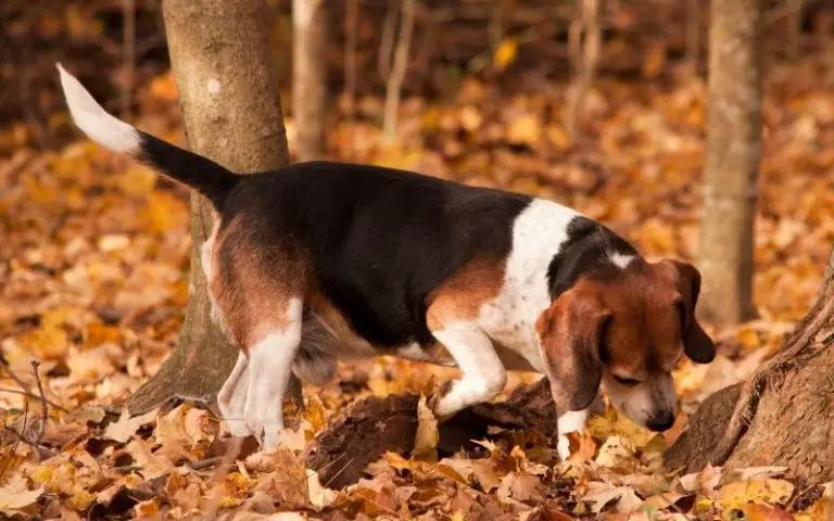 Beagle Breed Information: The Realities of What to Expect