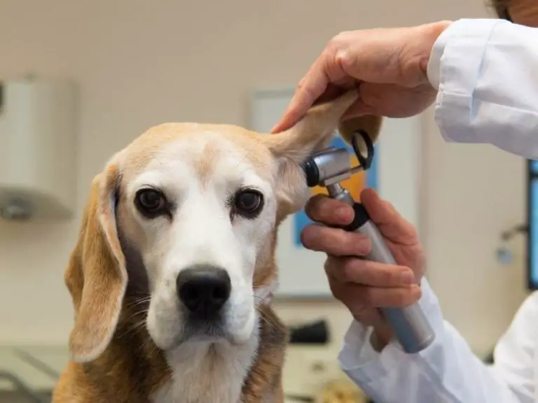 9 Reasons Your Beagle Smells Funky & Ways You Can Fix It