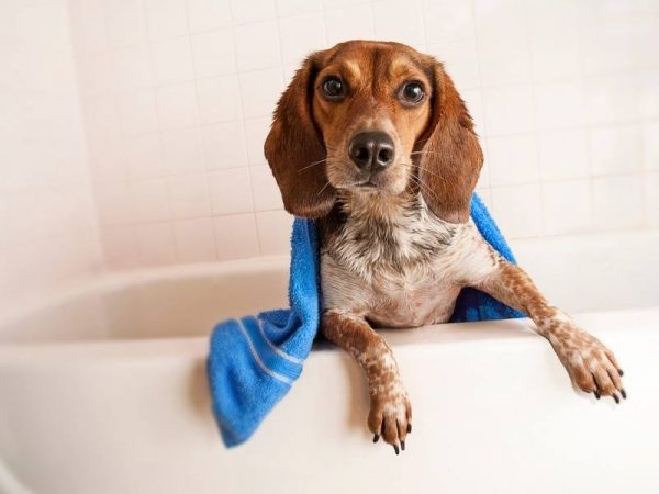 9 Reasons Your Beagle Smells Funky & Ways You Can Fix It