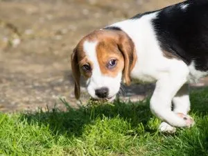 9 Reasons Your Beagle Smells Funky & Ways You Can Fix It
