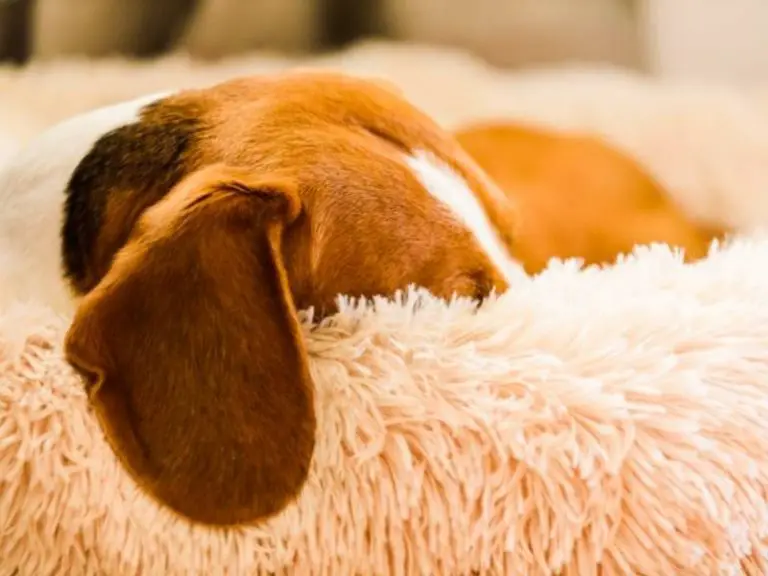 9 Reasons Your Beagle Smells Funky & Ways You Can Fix It