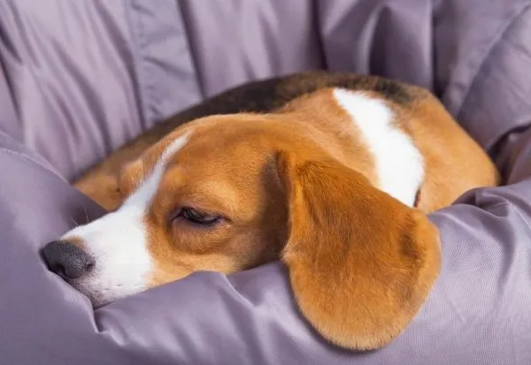 How Much Do Beagles Shed? (Ultimate Shedding Guide)