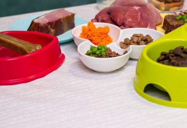 13 Reasons Why Beagles Eat Poop (& How You Can Stop It)