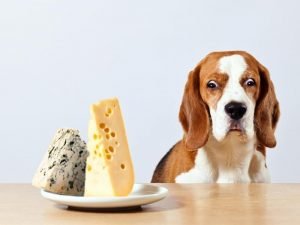 9 Reasons Your Beagle Smells Funky & Ways You Can Fix It