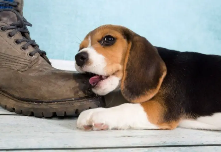 13 Fun Ways To Keep Your Beagle Mentally Stimulated