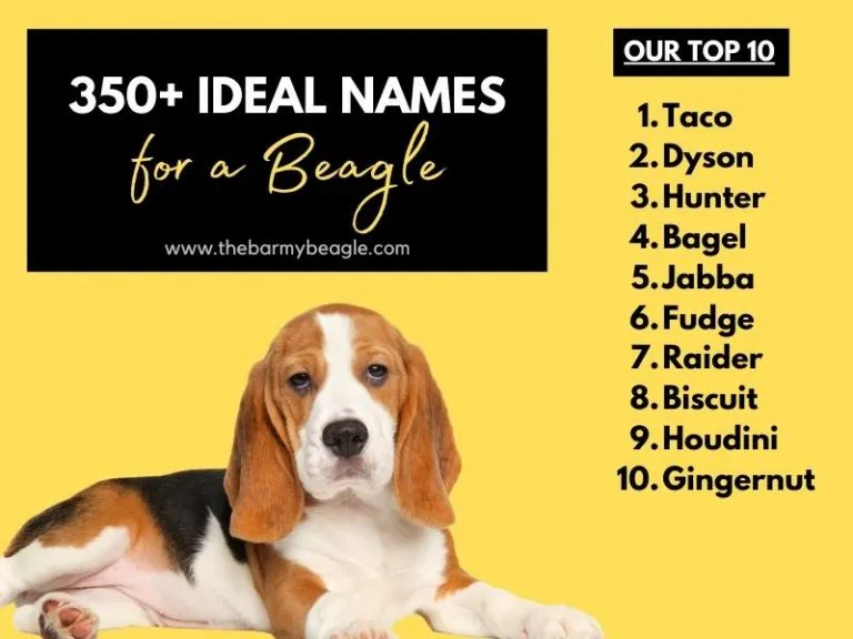 350 Weird, Wacky, and Wonderful Names for a Beagle (2022)