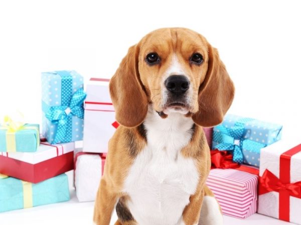 29 Perfect Gifts for a Beagle (from Budget to Luxury)