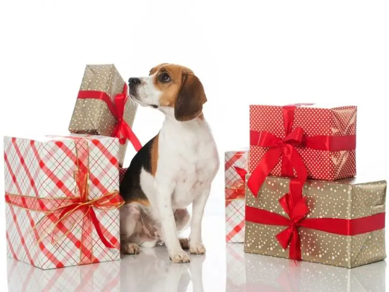 29 Perfect Gifts for a Beagle (from Budget to Luxury)