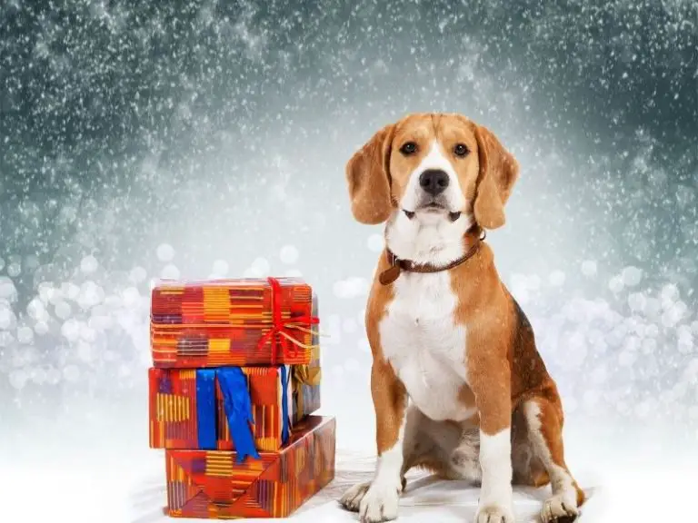 29 Perfect Gifts for a Beagle (from Budget to Luxury)