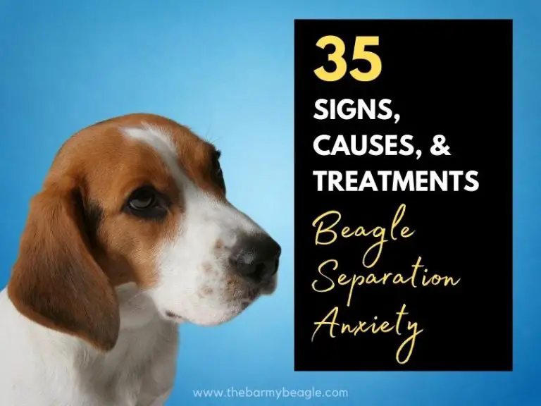 35 Signs, Causes & Treatments for Beagle Separation Anxiety