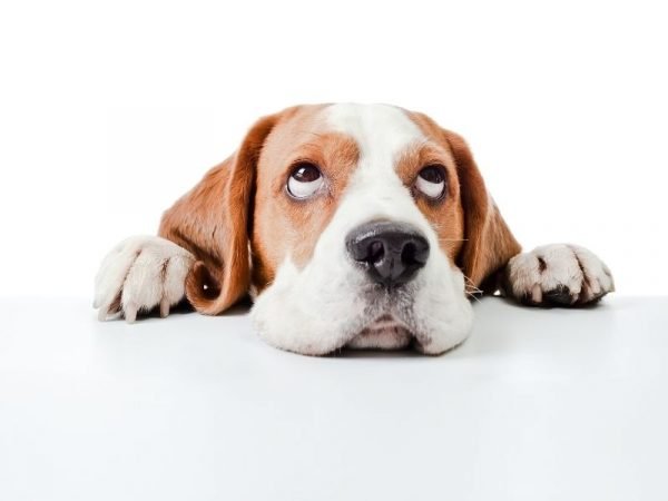 35 Signs, Causes & Treatments for Beagle Separation Anxiety