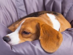 35 Signs, Causes & Treatments for Beagle Separation Anxiety