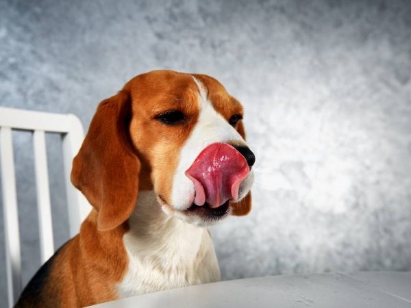 15 Long-Lasting Chews for Beagles (That They'll Love!)