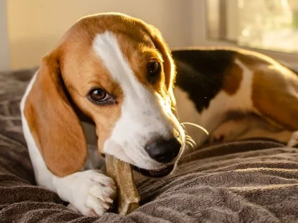 15 Long-Lasting Chews for Beagles (That They'll Love!)