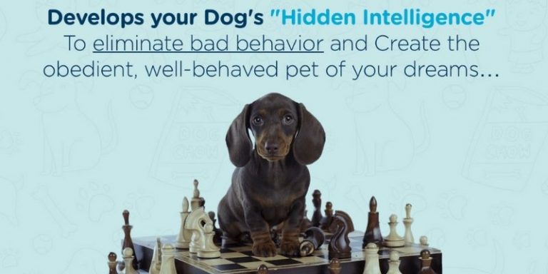 13 Best Online Dog Training Courses (That Actually Work!)