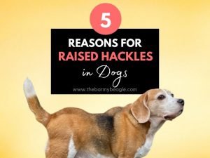 5 Reasons for Raised Hackles in Dogs (Should You Worry?)