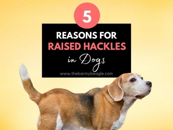 5 Reasons for Raised Hackles in Dogs (Should You Worry?)