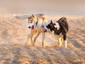 5 Reasons for Raised Hackles in Dogs (Should You Worry?)