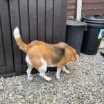 5 Reasons for Raised Hackles in Dogs (Should You Worry?)