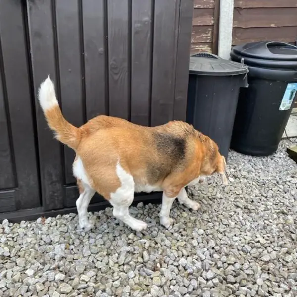 5 Reasons for Raised Hackles in Dogs (Should You Worry?)