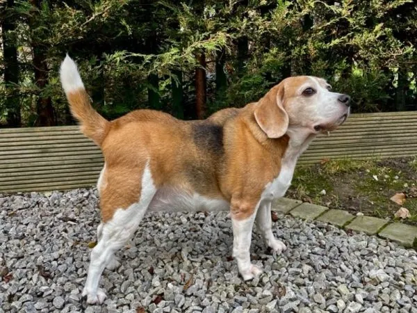 5 Reasons for Raised Hackles in Dogs (Should You Worry?)