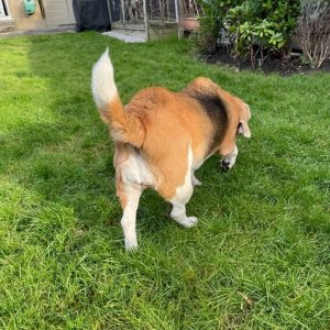 5 Reasons for Raised Hackles in Dogs (Should You Worry?)