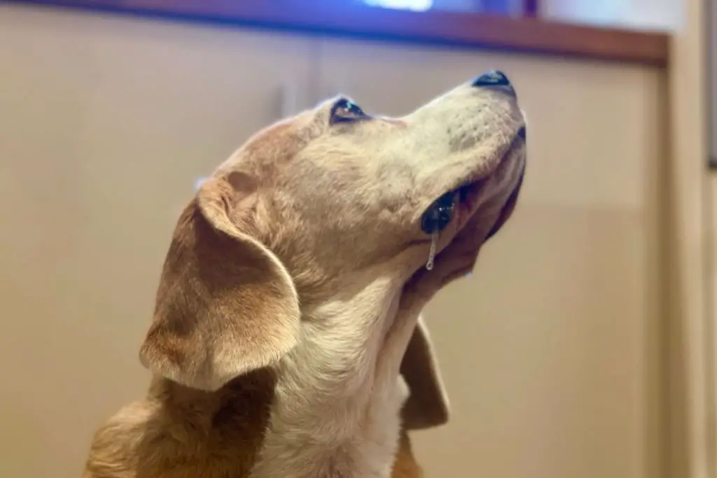 Beagle Drooling: The No.1 Reason (plus 16 More!)