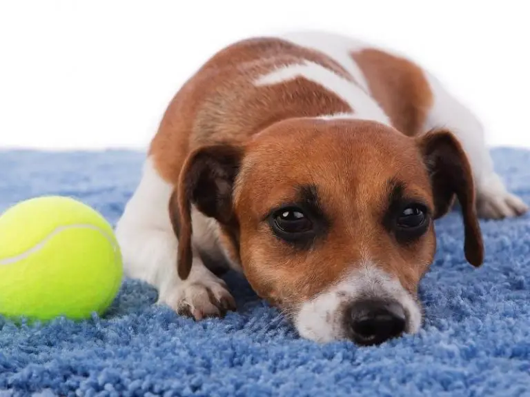 7 Reasons Why Dogs Wag Their Tails (& What It Really Means)