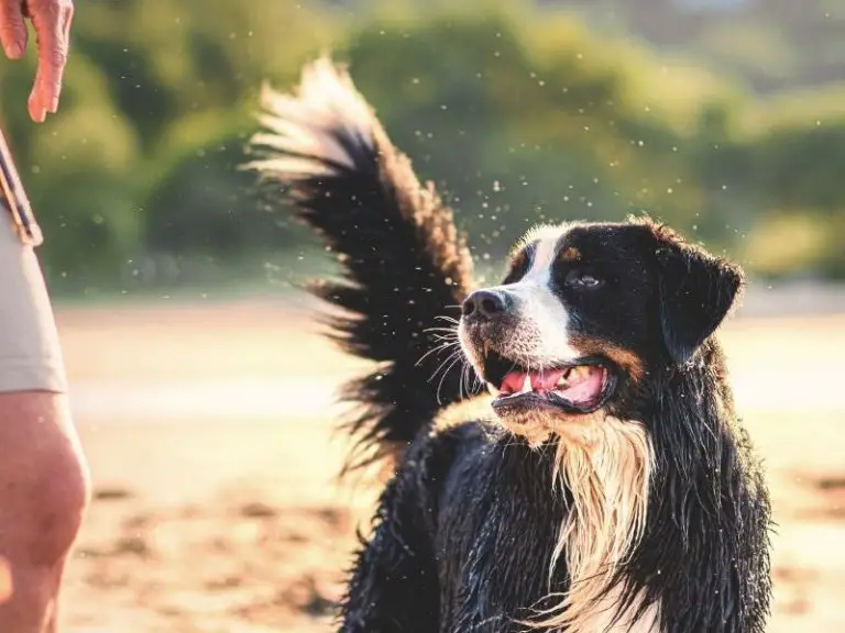 7 Reasons Why Dogs Wag Their Tails (& What It Really Means)