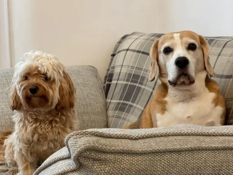 14 Dogs That Do (& Don't) Make a Great Match for a Beagle