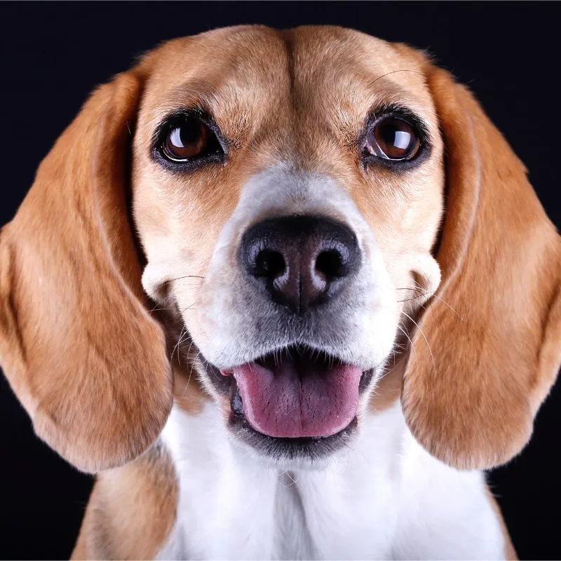 49 MUST-HAVE Items for a Beagle & Your Home (and Why!)
