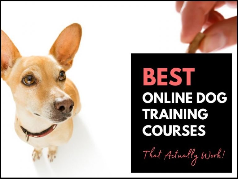 13 Best Online Dog Training Courses (That Actually Work!)