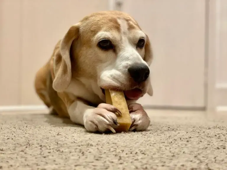 15 Long-Lasting Chews for Beagles (That They'll Love!)