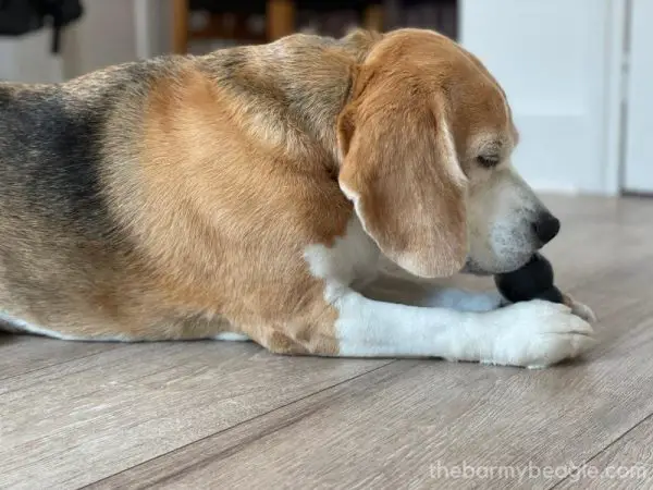 15 Best Dog Training Tools & Gadgets 2025 (Loved by Pros!)