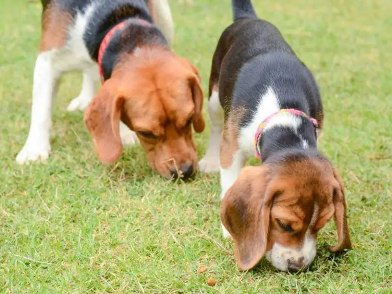 21 Beagle Health Problems (from Experienced Owners)