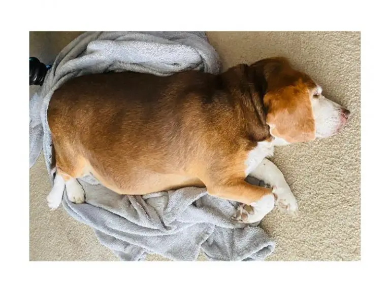 21 Beagle Health Problems (from Experienced Owners)