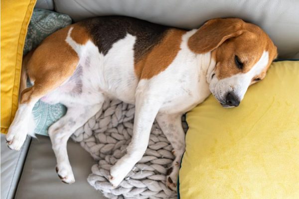21 Beagle Health Problems (from Experienced Owners)