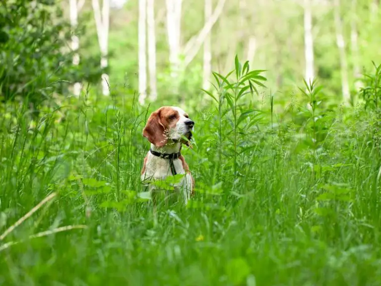 21 Beagle Health Problems (from Experienced Owners)