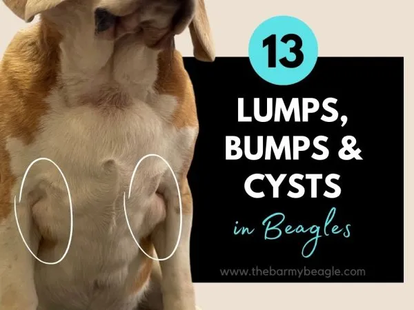 13 Types of Lumps, Bumps, & Cysts in Beagles (with Photos)