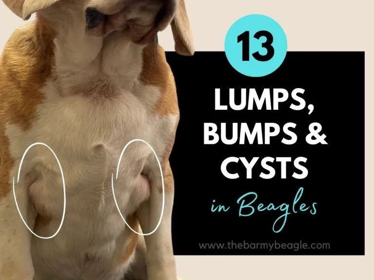 13 Types of Lumps, Bumps, & Cysts in Beagles (with Photos)