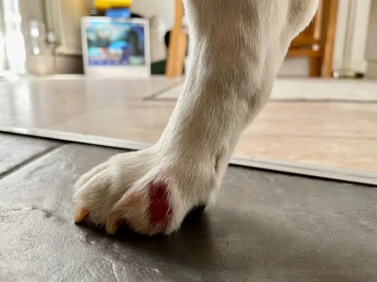 21 Beagle Health Problems (from Experienced Owners)