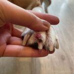 13 Types of Lumps, Bumps, & Cysts in Beagles (with Photos)