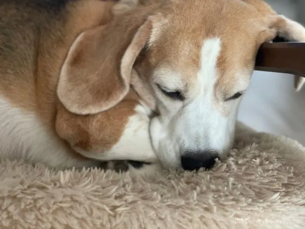 13 Types of Lumps, Bumps, & Cysts in Beagles (with Photos)