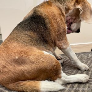 21 Beagle Health Problems (from Experienced Owners)
