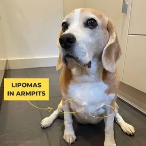 13 Types of Lumps, Bumps, & Cysts in Beagles (with Photos)
