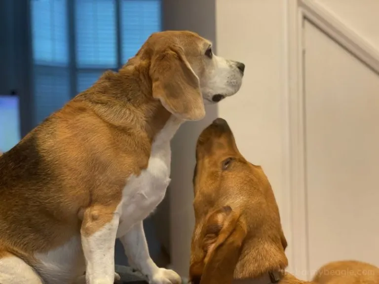 13 Types of Lumps, Bumps, & Cysts in Beagles (with Photos)