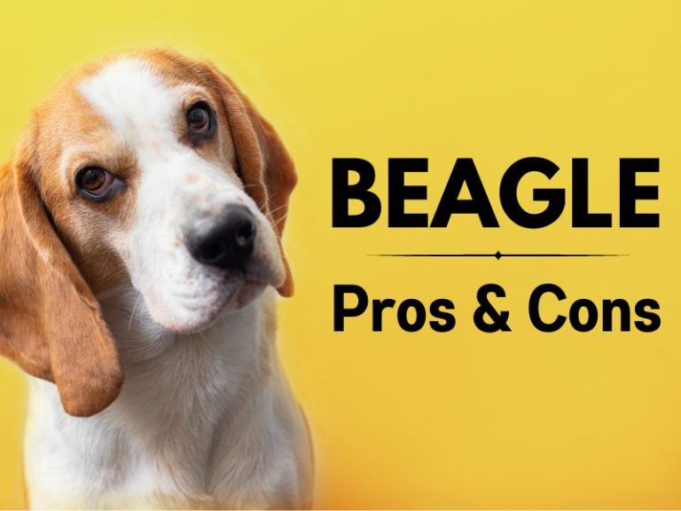 To Beagle or Not to Beagle: 15 Pros and Cons to Consider!
