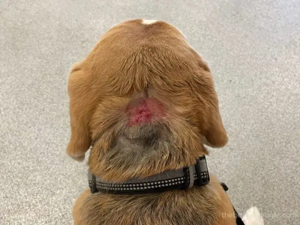 13 Types of Lumps, Bumps, & Cysts in Beagles (with Photos)