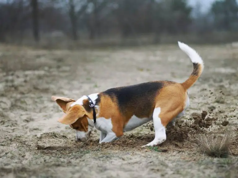 19 Behavioral Issues in Beagles (& Expert Management Tips)